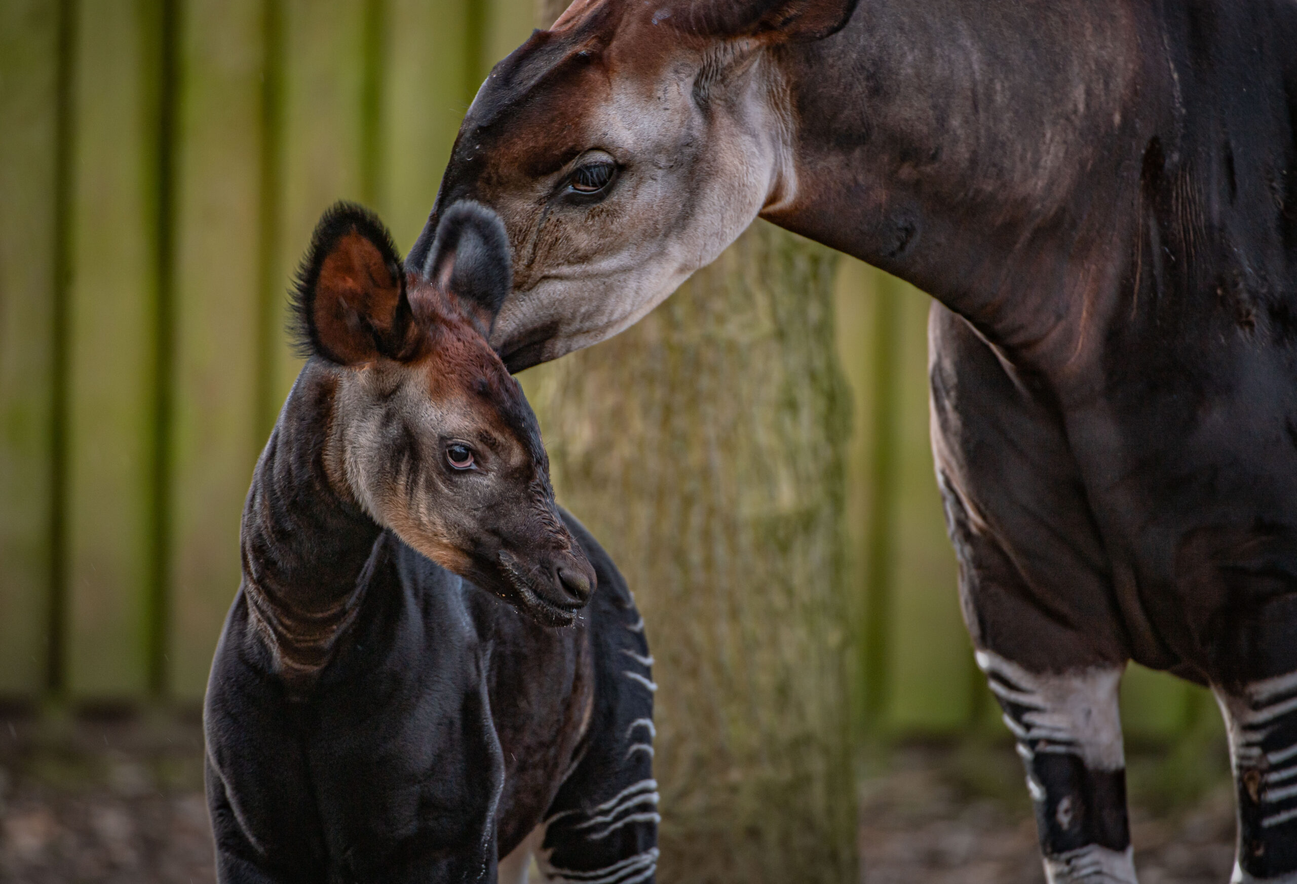 Chester Zoo Announces Rare Okapi Born at Zoo Named Nia Nia!